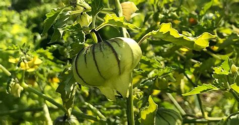 When And How To Harvest Tomatillos The Garden Magazine