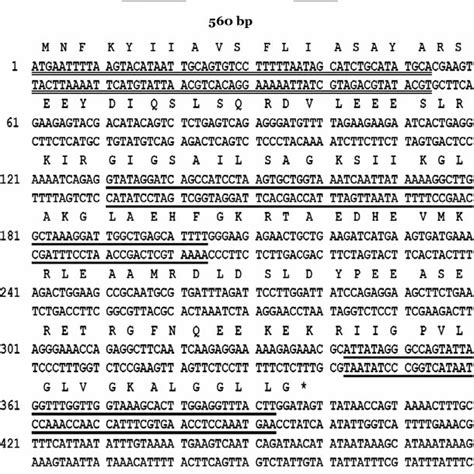 Nucleotide Sequence Of Cloned Precursor Cdna Encoding The Novel