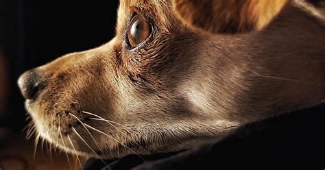 Little Echo Staring At A Moth On The Wall Album On Imgur