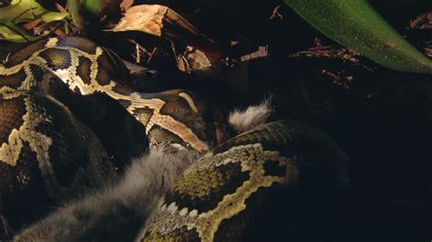 Burmese Python Eating Rabbit