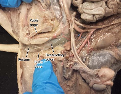 Reproductive System Dissection Photos