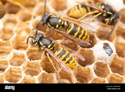 the inside of a wasp nest eggs larvae cell and wasps looking after