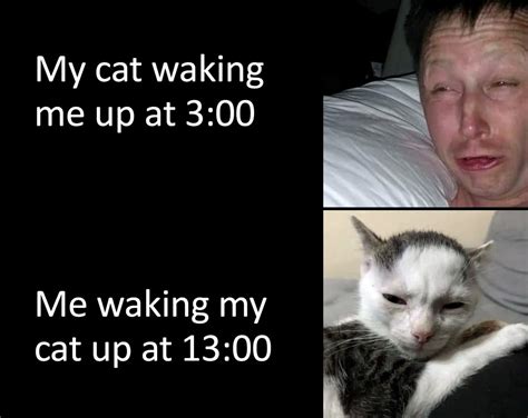 my Cat Waking Me Up At 3 00 Me Waking My Cat Up At 13 00 Прикольные