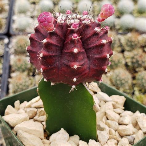 Grafted Purple Moon Cactus Gymnocalycium Mihanovichii Hibotan
