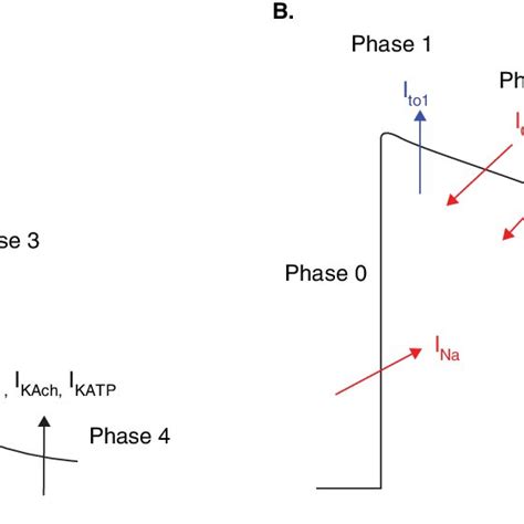 Ionic Currents Involved In Shaping Of Human Atrial A And Ventricular