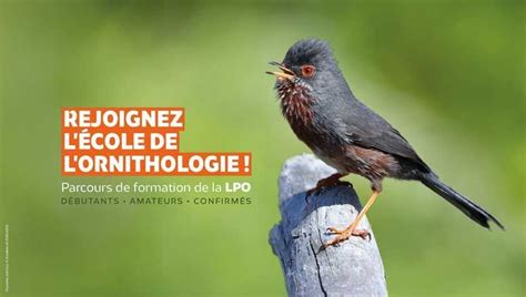 Reconnaître Les Oiseaux Avec La Lpo Artofit
