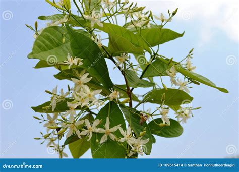 Pala Fruits Tree Royalty Free Stock Image 176966296