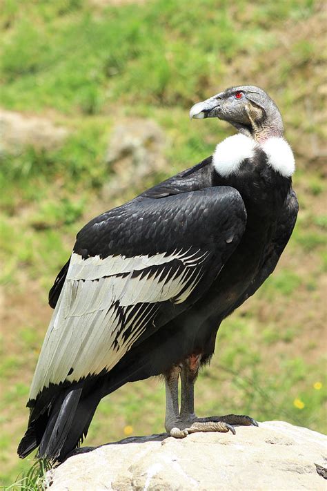 Female Andean Condor On A Rock Photograph By Robert Hamm Pixels