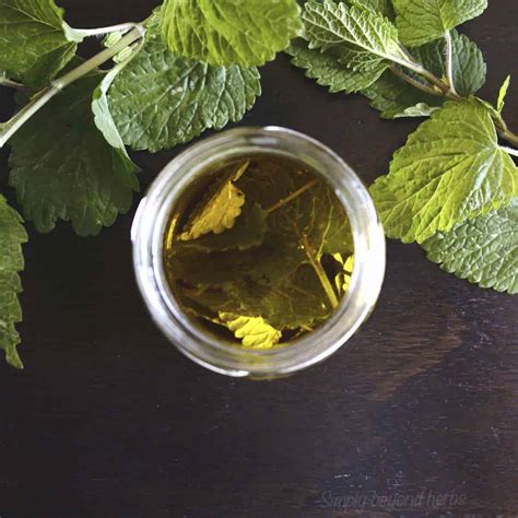 How To Make Lemon Balm Oil 10 Ways To Use It Simplybeyondherbs