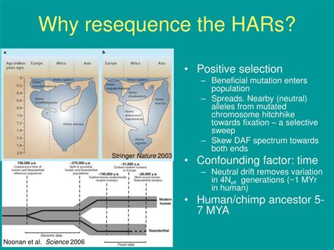 Ppt Understanding The Function Of Conserved Non Coding Regions In The