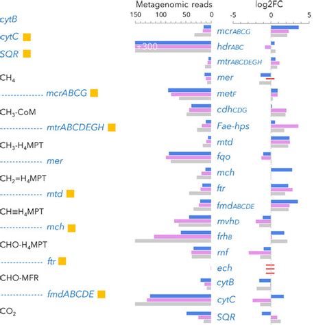 Schematic Representation Of The Reverse Methanogenesis Pathway