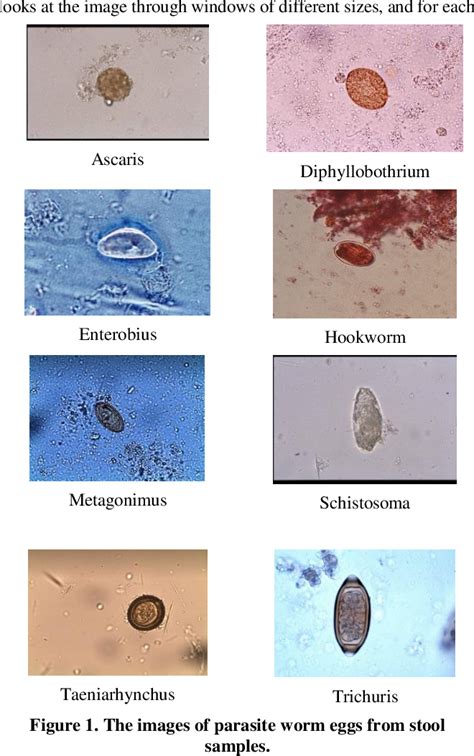 Parasite Eggs In Stool