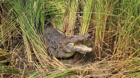 Evolution Of Bears Wildlife Sos