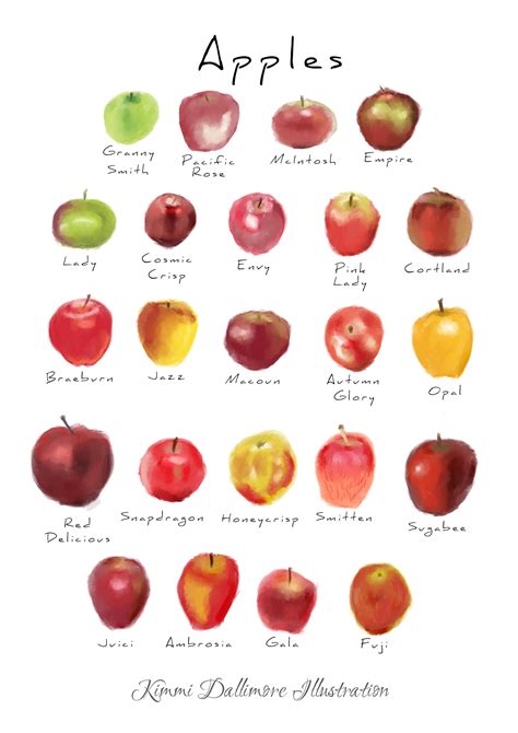 Apple Identification Chart All Apple Varieties Washington Apples