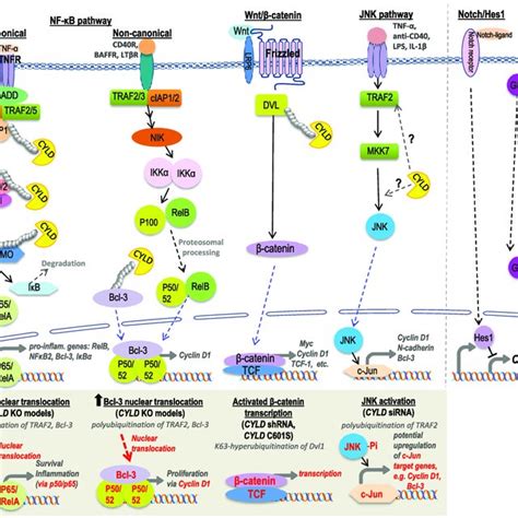Pdf The Cylindromatosis Cyld Gene And Head And Neck Tumorigenesis