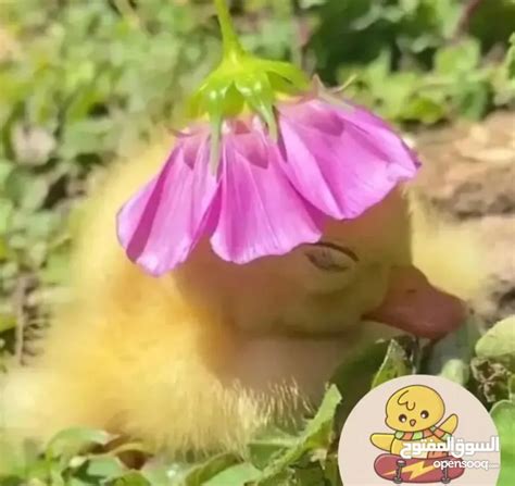 كتاكيت بط متجر الكتكوت الصغير 265844543 السوق المفتوح