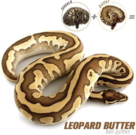 15 Breeding Chart Ideas To Save Today Ball Python Morphs Ball Python
