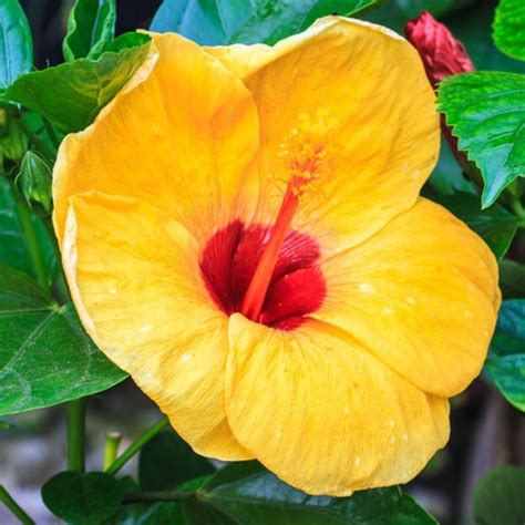 Hibiscus Professional Planting Lighting Up The Garden