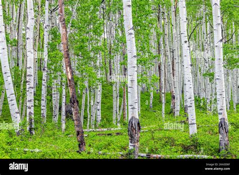 Many Aspen Forest Tree Trunks Pattern In Summer At Kebler Pass