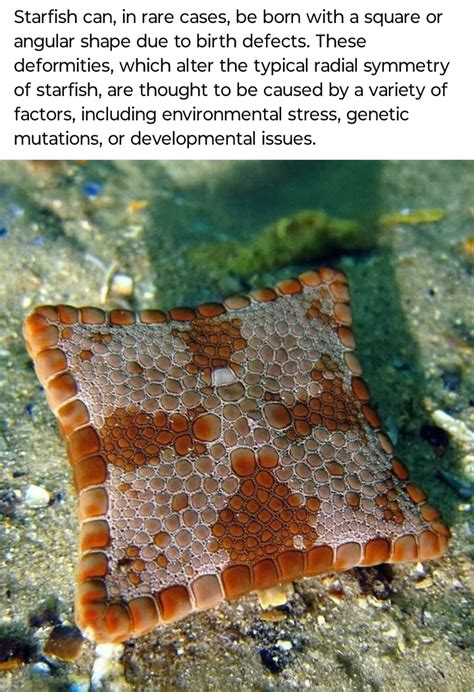 Ocean Throw Pillow Album On Imgur