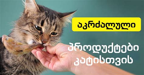 სახიფათო პროდუქტები რომლებიც კატას არ უნდა აჭამოთ რჩევები ვივიენისგან