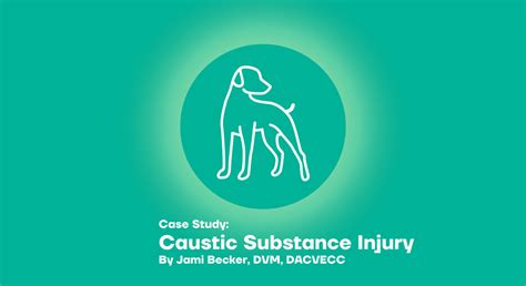 Caustic Substance Injury Austin Veterinary Emergency And Specialty Aves