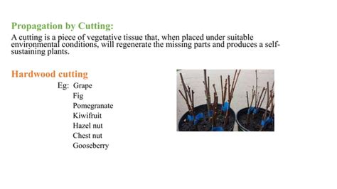 Propagation Methods In Fruits Cropspptx Gardening Home And Garden