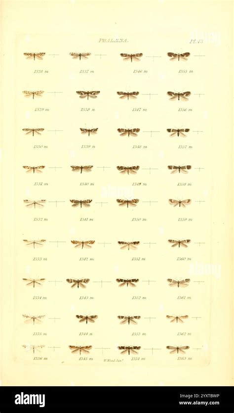 Index Entomologicus London William Wood 1839 Butterflies Classification