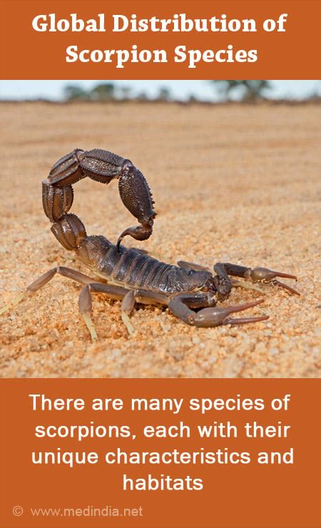 Scorpion Sting Quotes Scorpion Control And Extermination Services