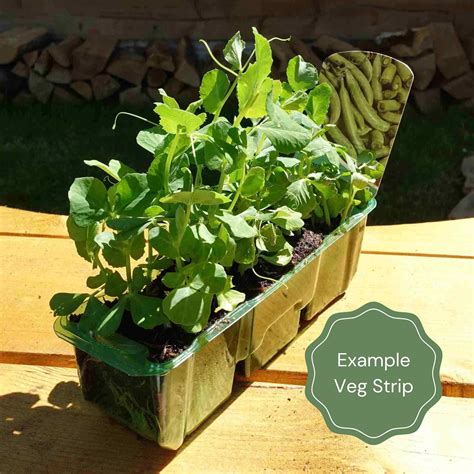 Are Pea Plants Asexual At Conrad Rockwood Blog