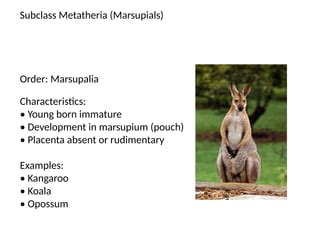 Classification Of Mammalia And Their Characters Pptx