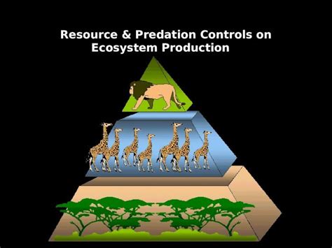 Pptx Resource And Predation Controls On Ecosystem Production Dokumentips