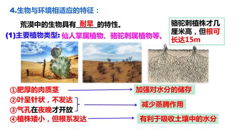 22群落的主要类型新授课课件（共24张ppt 2023 2024学年高二上学期生物人教版（2019）选择性必修221世纪教育网 二一教育
