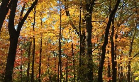 Where To See Fall Colors In Minneapolis D And T Appliance Service