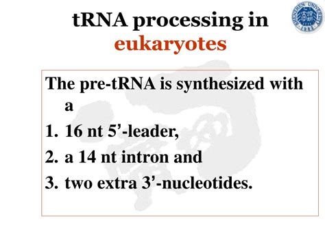PPT Chapter RNA Post Transcriptional Processing PowerPoint Presentation ID