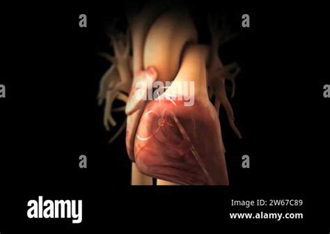 Normal Sinus Rhythm Atrial Fibrillation Stock Videos And Footage Hd And 4k Video Clips Alamy