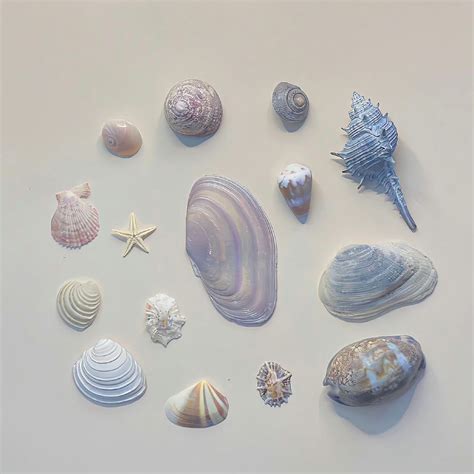Shell 🐚 Belles Images Coquille La Vie En Rose