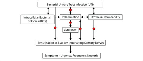 Potential Etiological Cascade And Pathogenesis Underlying Uti Induced