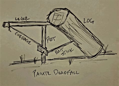 Natural Cordage Paiute Deadfall Nees Bushcraft