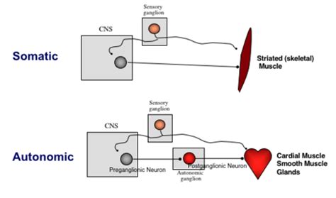 Autonomics Flashcards Quizlet