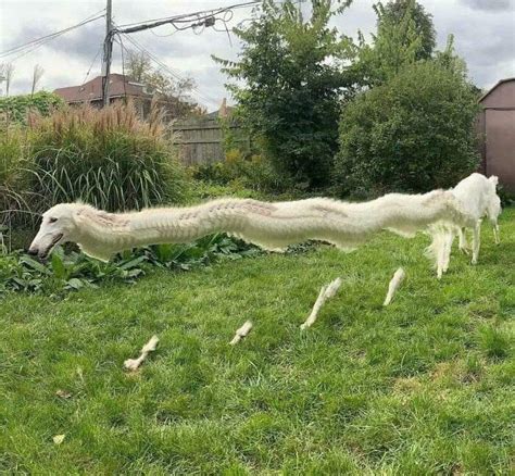 “cryptid Dogs” 30 Times People Managed To Snap A Pic Of Their Dogs At