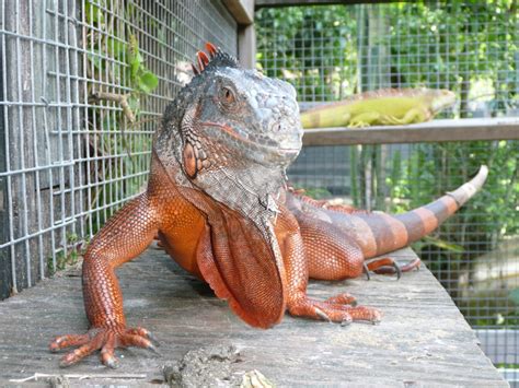 Super Red Florida Iguana And Tortoise Breeders