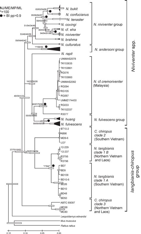 The Ultrametric Ml Phylogenetic Tree Constructed Based On Complete Cyt