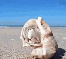 Hermit Crab Funny Shell