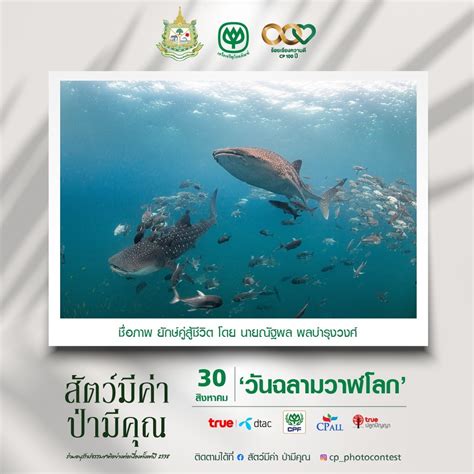 🦈30 สิงหาคม ‘วันฉลามวาฬโลก