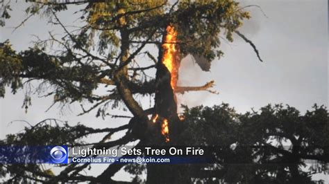 Trees Exploding In Maine At Calvin Hartnett Blog