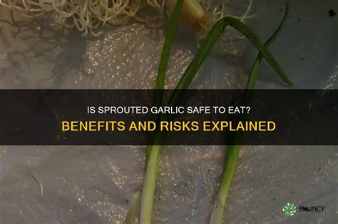 Is Sprouted Garlic Safe To Eat Benefits And Risks Explained Shuncy