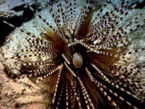 echinoderms and invertebrate chordates ppt download