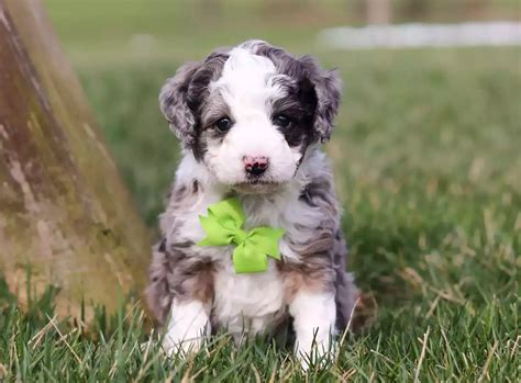 Mini Aussiedoodle A Fun And Loving Dog For Families