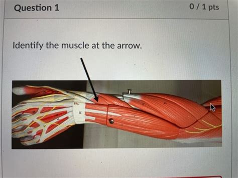 Exam 3 Lab Flashcards Quizlet